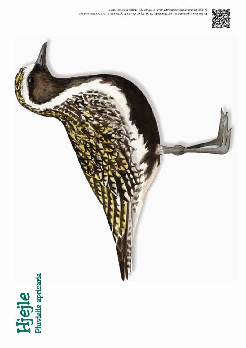 Hjejle - Naturporten