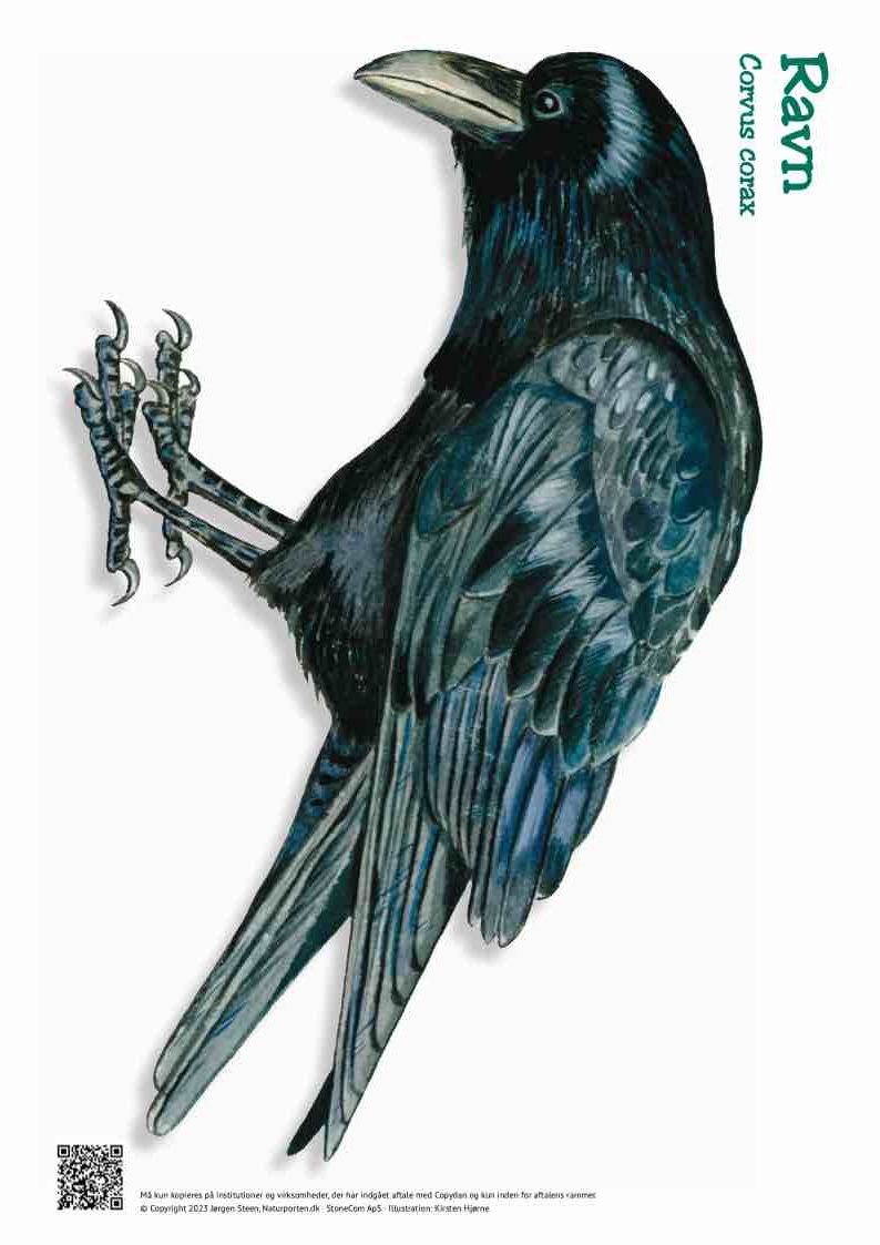 Ravn - Naturporten