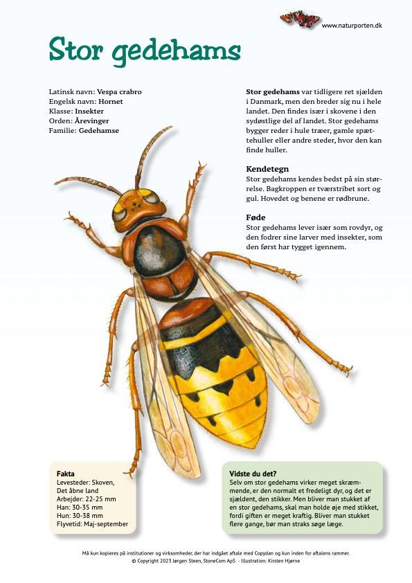 Stor gedehams - Naturporten