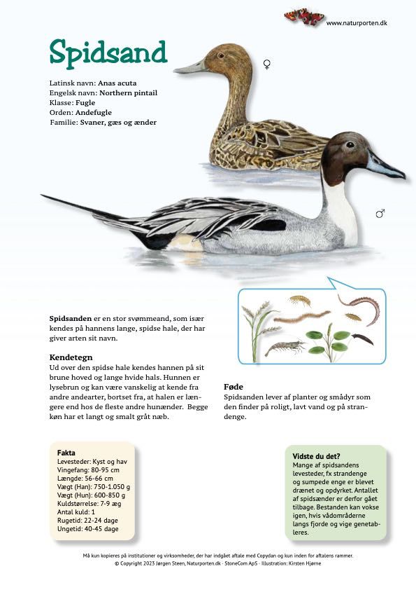 Spidsand - Naturporten