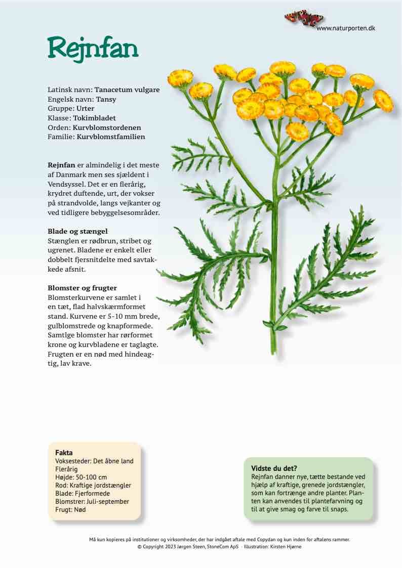 Rejnfan - Naturporten