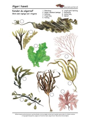 Kender du - Naturporten