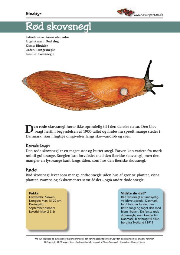 Rød skovsnegl - Naturporten