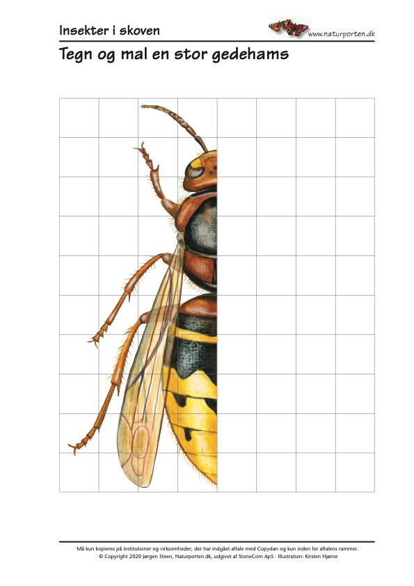 Stor gedehams - Naturporten