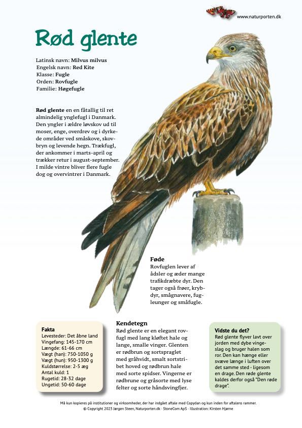 Rød glente - Naturporten