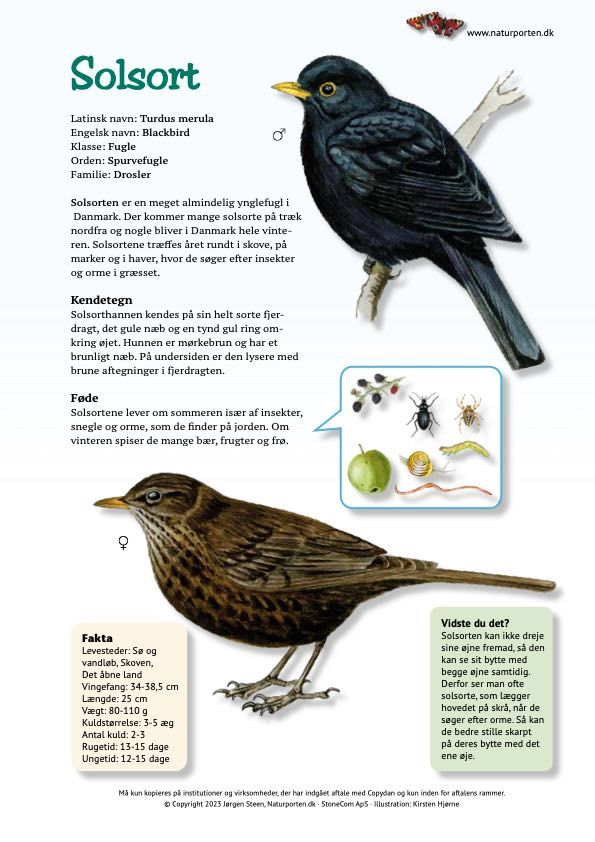 Solsort - Naturporten