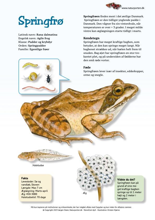 Springfrø - Naturporten