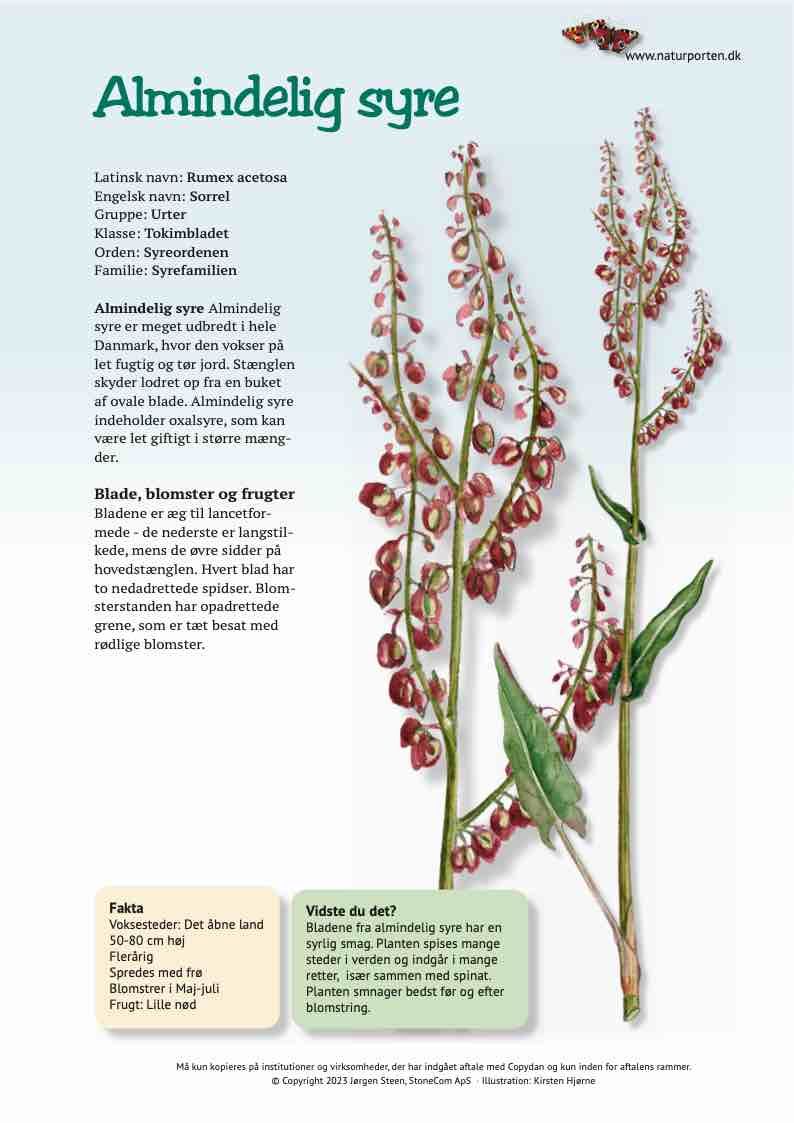 Almindelig syre - Naturporten