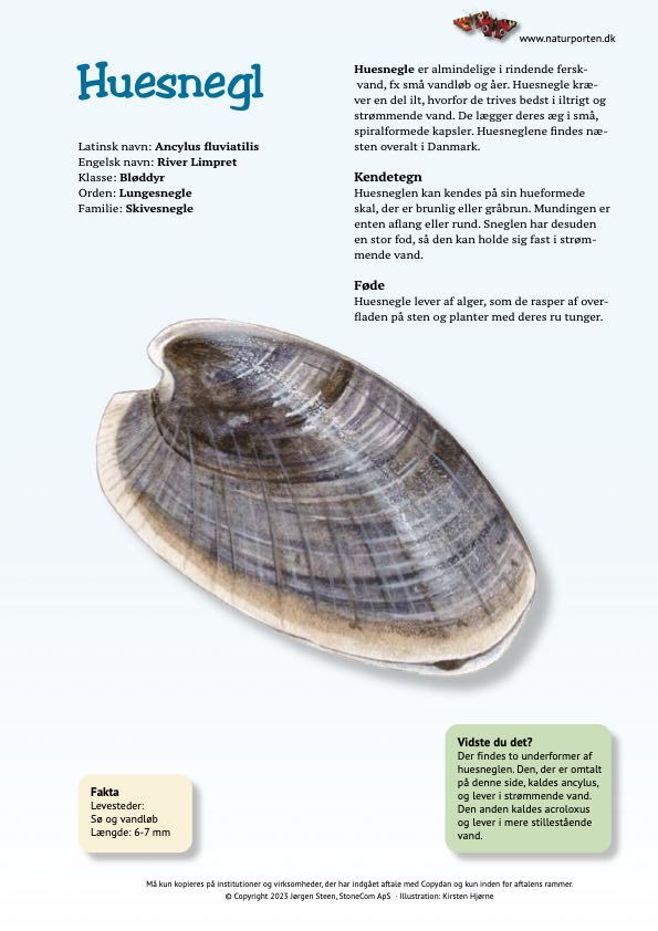 Huesnegl - Naturporten