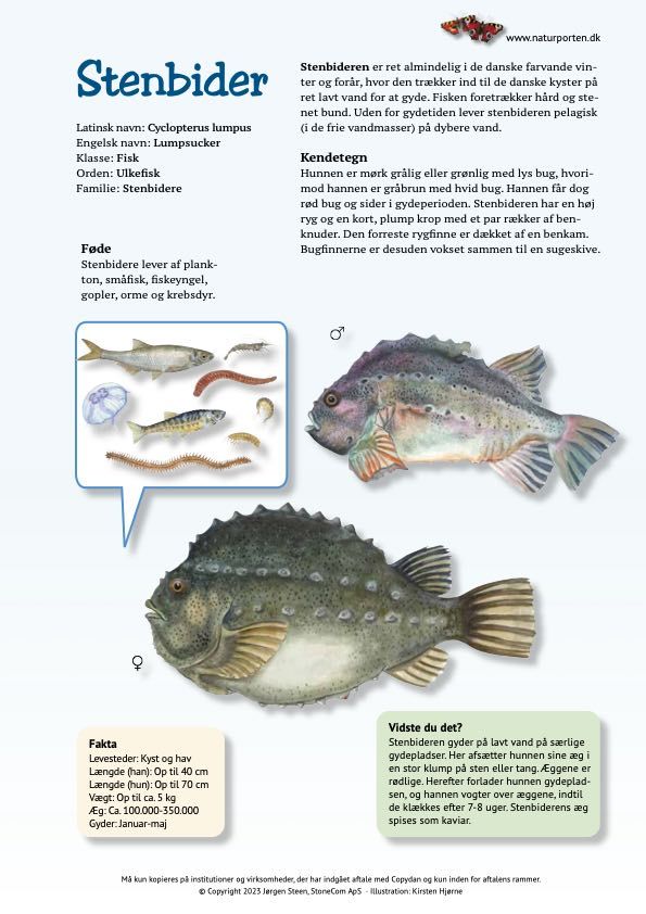 Stenbider - Naturporten