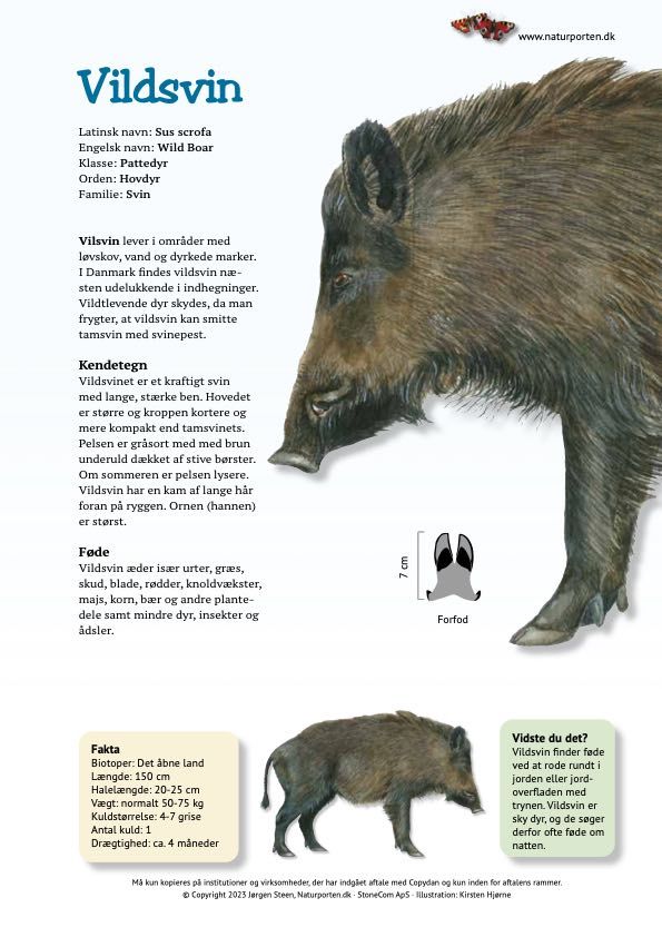 Vildsvin - Naturporten