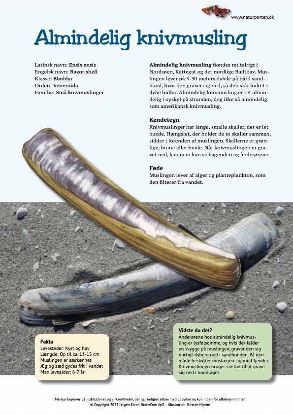Almindelig knivmusling - Naturporten