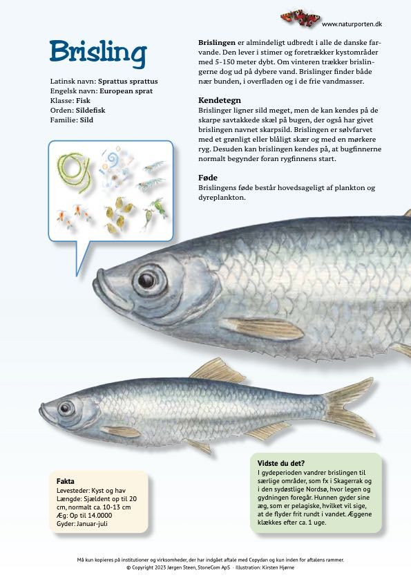Brisling - Naturporten
