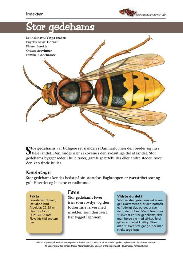 Stor gedehams - Naturporten