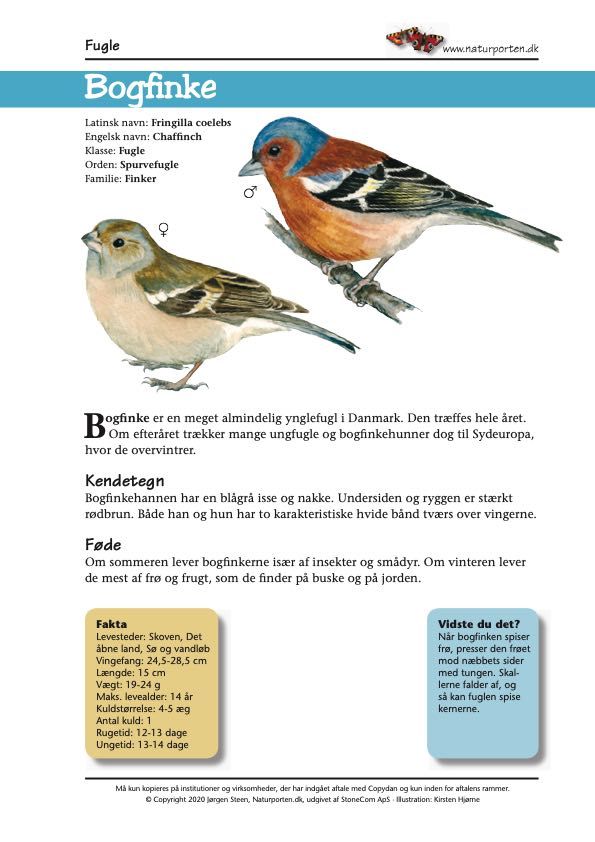 Bogfinke - Naturporten