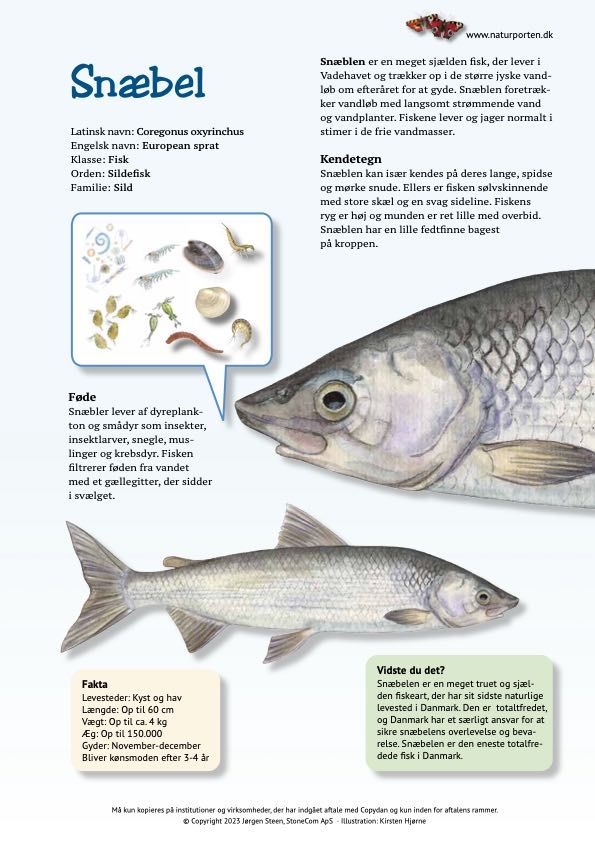 Snæbel - Naturporten