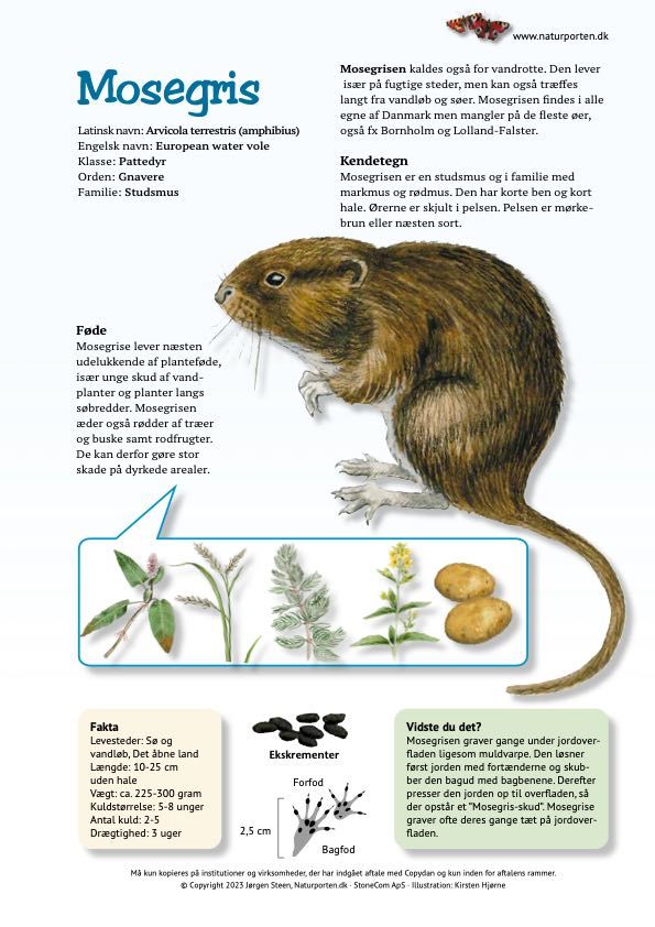 Mosegris - Naturporten