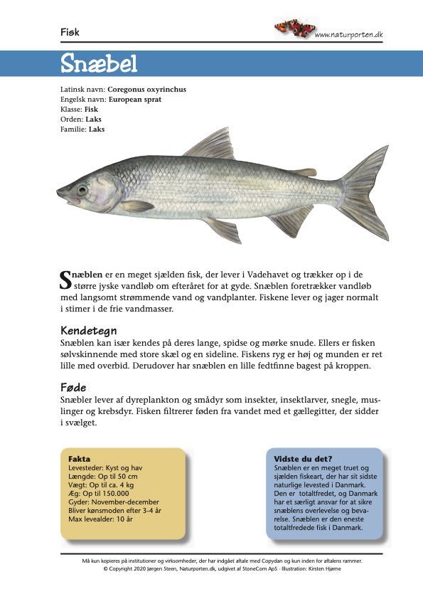 Snæbel - Naturporten