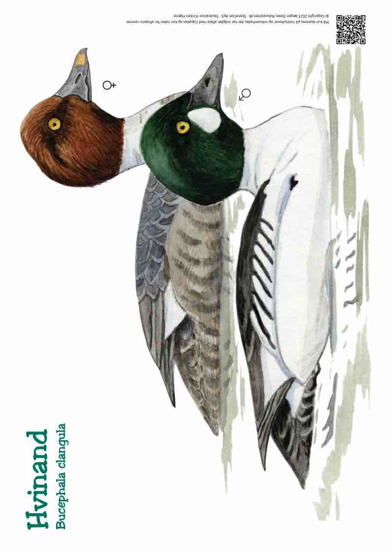 Hvinand - Naturporten