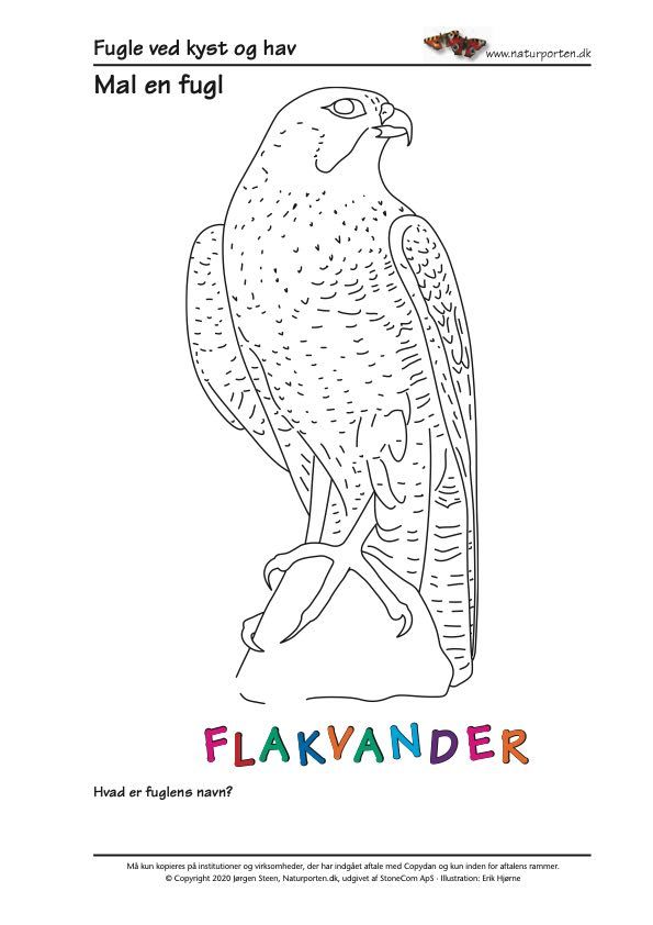 Vandrefalk - Naturporten