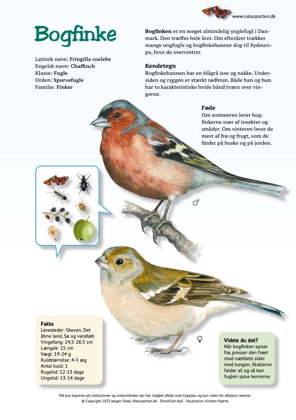 Bogfinke - Naturporten