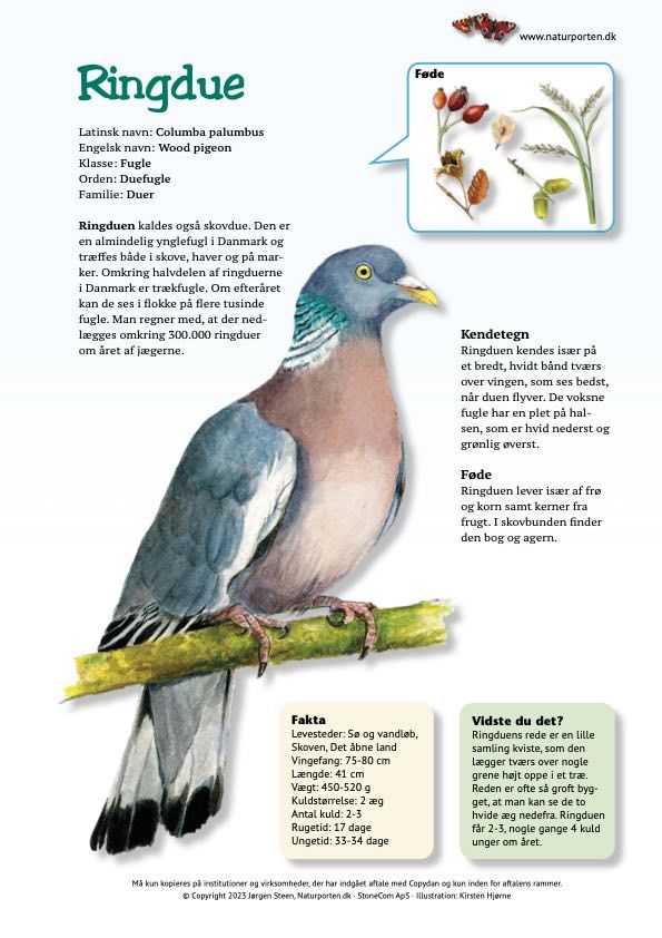 Ringdue - Naturporten