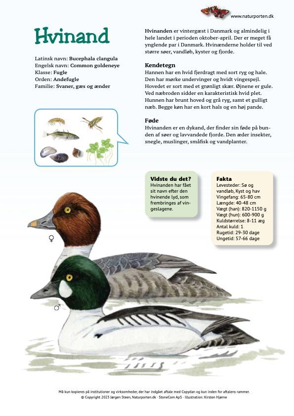 Hvinand - Naturporten