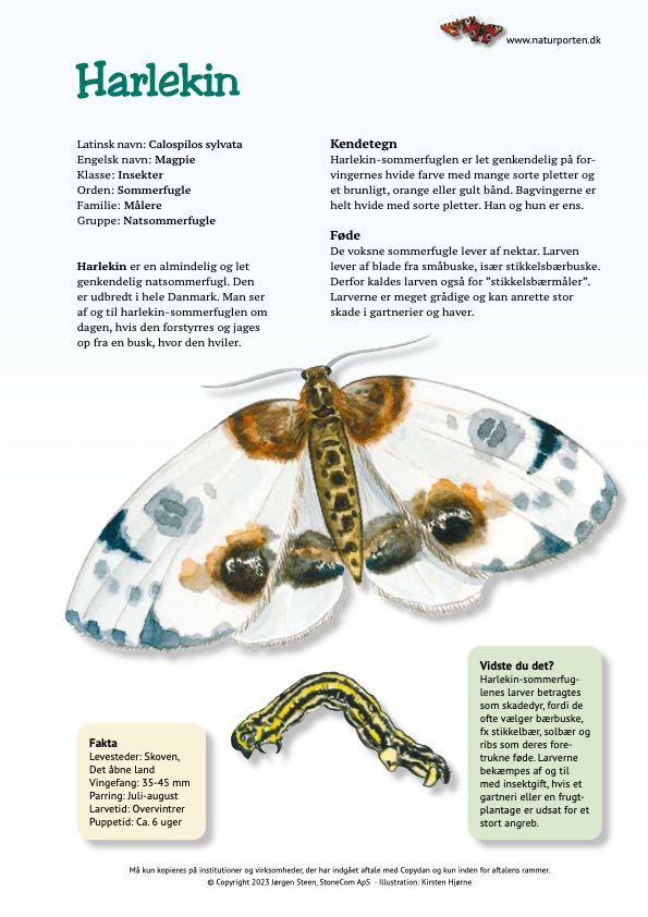 Harlekin - Naturporten