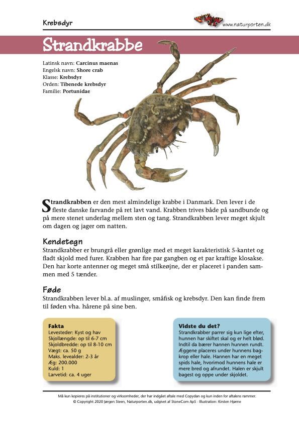 Strandkrabbe - Naturporten