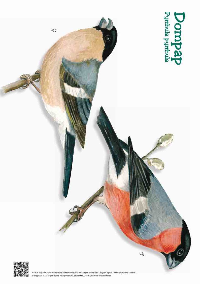 Dompap - Naturporten