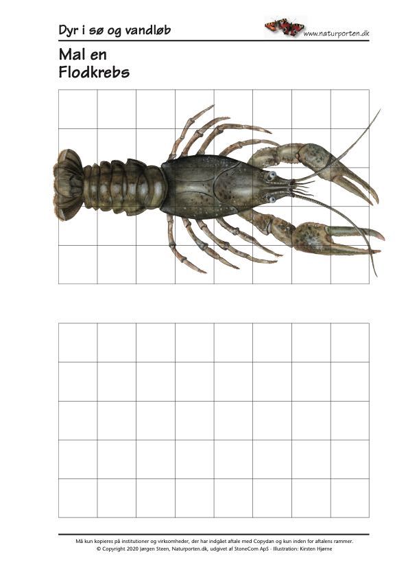 Flodkrebs - Naturporten