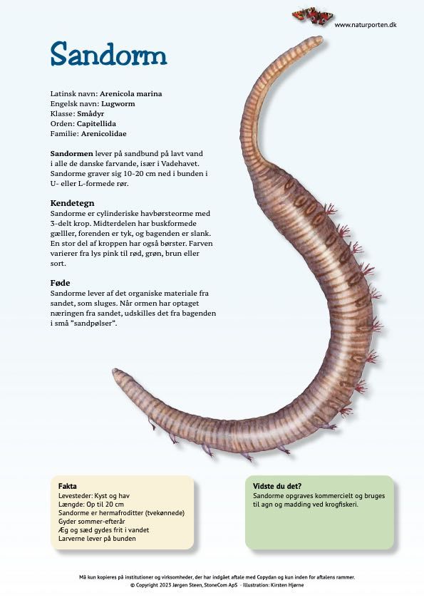Sandorm - Naturporten