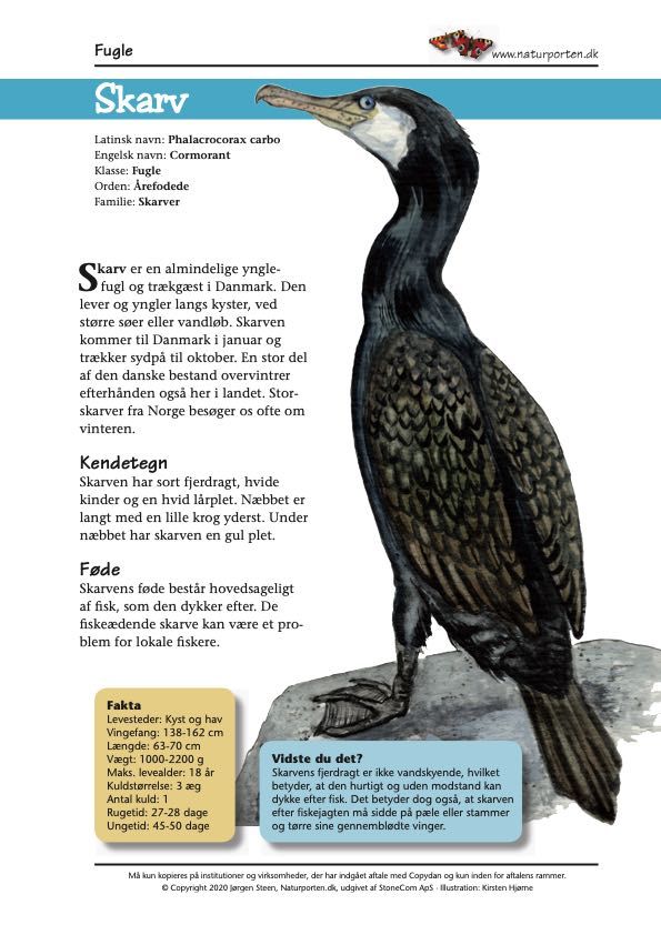 Skarv - Naturporten